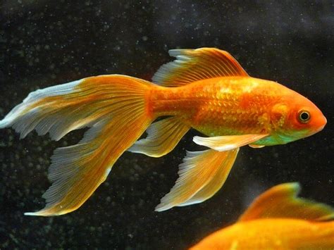 Most Beautiful Goldfish