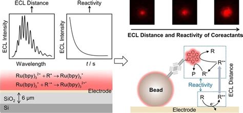 Electrochemiluminescence Distance And Reactivity Of Coreactants