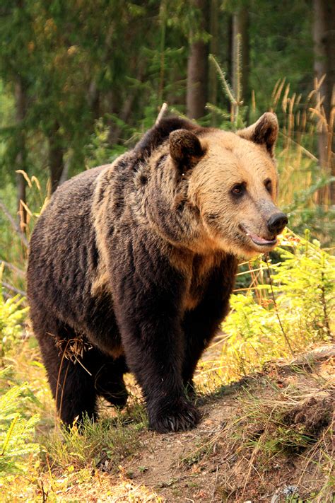 Un urs este în libertate pe străzile din Ploieşti | Ziarul INCOMOD