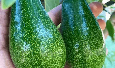 Florida Hass Avocado Grow Guide Tropical Tree Guide