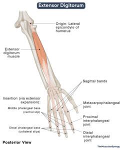 Extensor Digitorum Action Origin Insertion Diagram