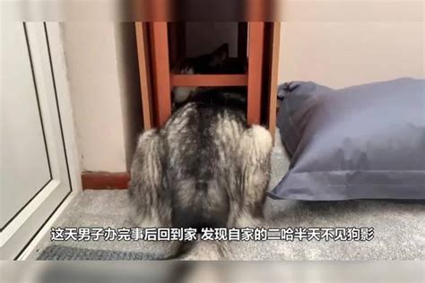 哈士奇一屁股坐在喷泉口上，不料突然喷水了，下一秒笑得我肚子痛哈士奇喷泉