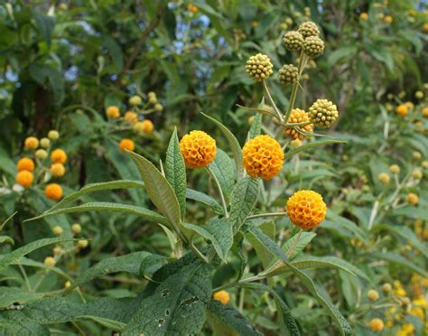 گیاهان تیره خانواده Buddlejaceae سایت گل و گیاه نارگیل