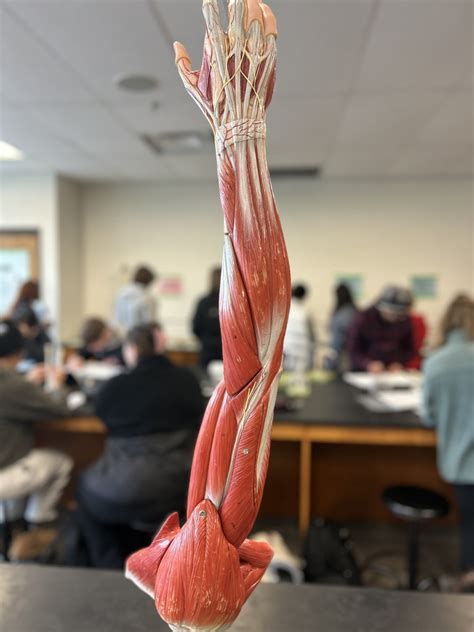 Muscle Of The Arm Posterior View Diagram Quizlet