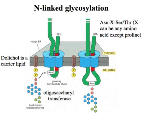 Cb Chapter 15 Intracellular Compartments And Transport Flashcards Quizlet