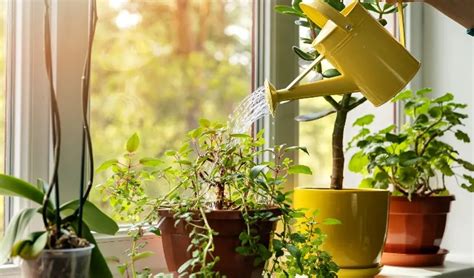 Porque Se Ponen Amarillas Las Hojas De Mis Plantas De Interior