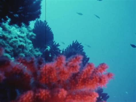 Le Parc National De Port Cros Ina