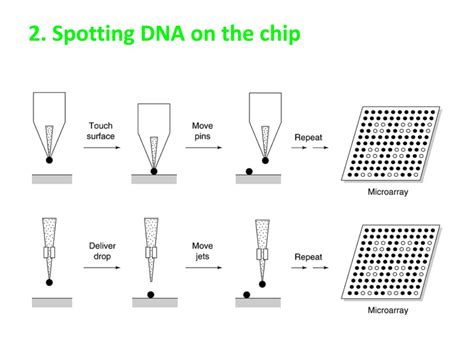Ppt Microarray Hybridization Powerpoint Presentation Free Download