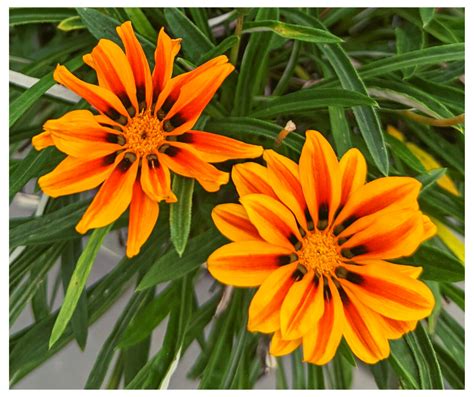 New Shipment Of Fall Color Mums Marigolds Snapdragons And More 🍂