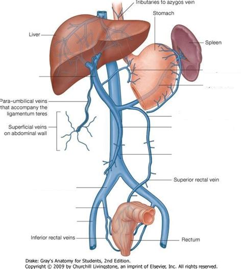 Ivc Branches Of The Ivc Anatomy Diagram Quizlet