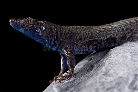 Na Bosc Island Lizard Podarcis Pityusensis Gorrae Stock Image Image