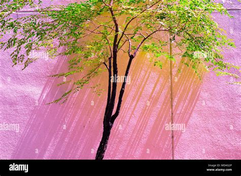 Vintage Green Tree Isolate Pastel Color To Creative Pattern And Texture Design With Background