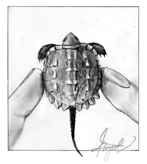The Life Of A Snapping Turtle The Outside Story