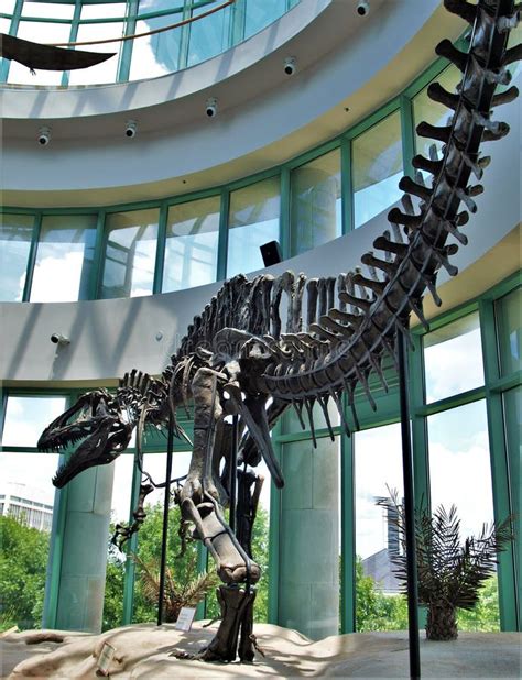 Dinosaur Skeleton In North Carolina Museum Of Natural Sciences