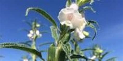 Sesame Yields Stable In Drought Conditions Lab Manager