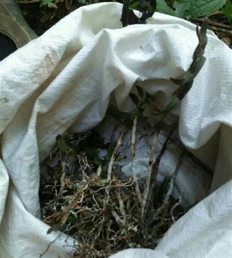 農村草藥醫生靠種鐵皮石斛帶領附近村子走向致富路 每日頭條