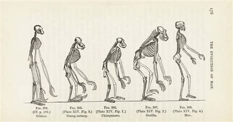 How Did Humans Evolve From Their Ape Ancestors The Premier Daily