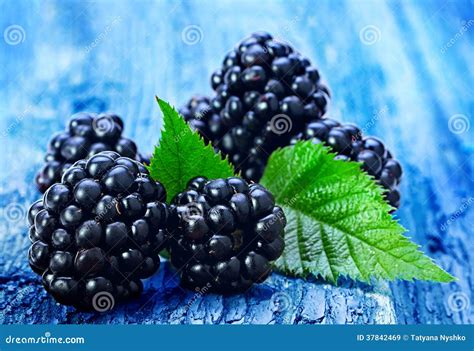 Fruta De Blackberry Con La Hoja Imagen De Archivo Imagen De Hoja