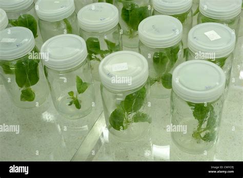 Plant Tissue Culture Callus