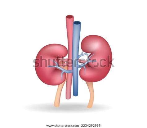 Isometric Flat 3d Illustration Anatomy Concept Stock Vector Royalty