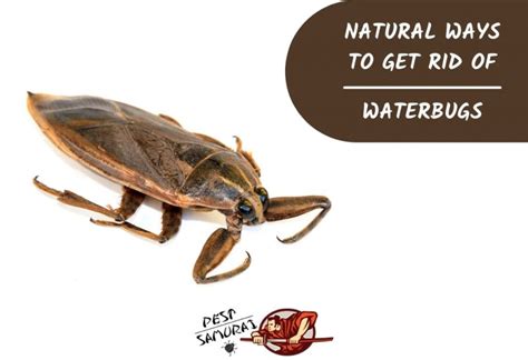 Natural Ways To Get Rid Of Waterbugs Effective And Eco Friendly
