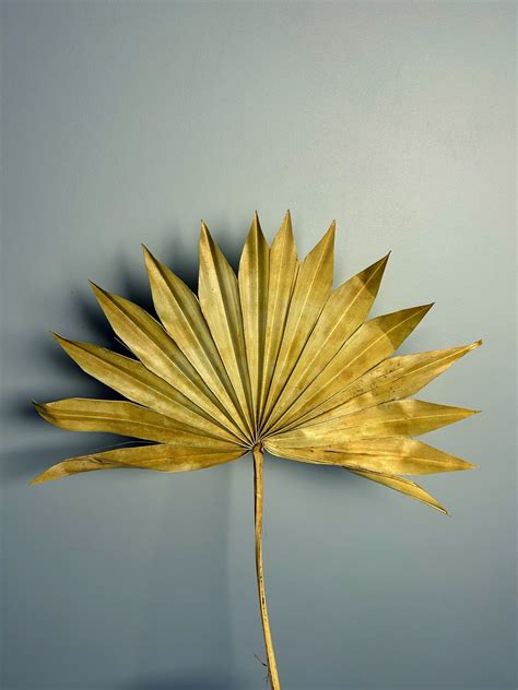 Сухоцвет Копье Золото