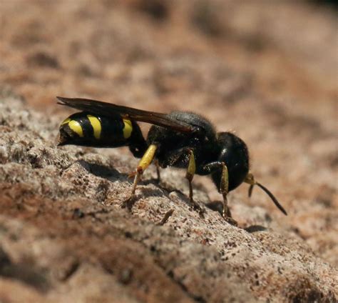 Wasp