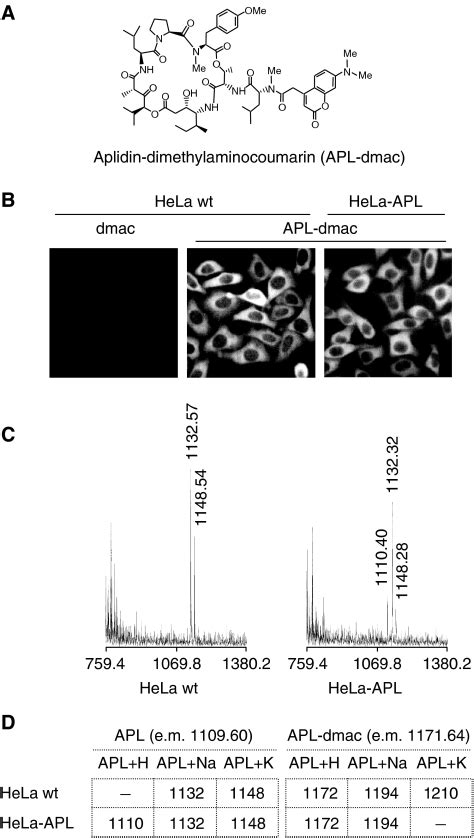 Intracellular Accumulation Of Apl In Hela Wt And Hela Apl Cells A