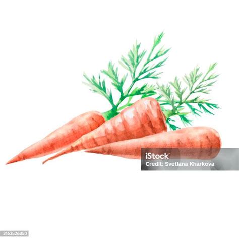 수채화에 당근과 잎 세트 농업 박람회 수확 쇼 청과물 상인 요리책에 대한 손으로 그린 수확 테마 그림 배경에서 분리된 그림입니다