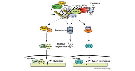 Modulation Of Immune Signalling By Inhibitors Of Apoptosis Trends In
