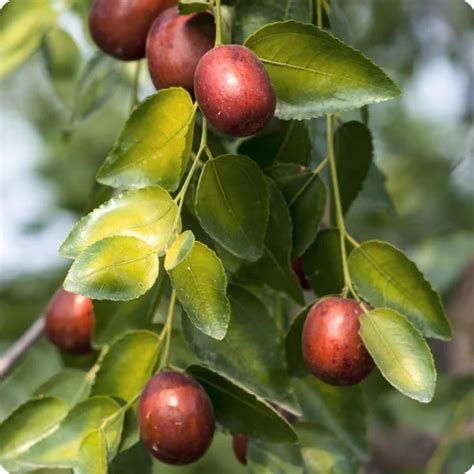 Jujube Tree Seeds Ziziphus Jujuba Shopping Flowers Vegetables And