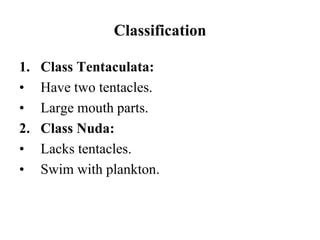 Phylum Cnidaria Presentation Ppt