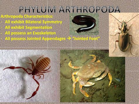 Ppt Phylum Arthropoda Powerpoint Presentation Free Download Id2061950