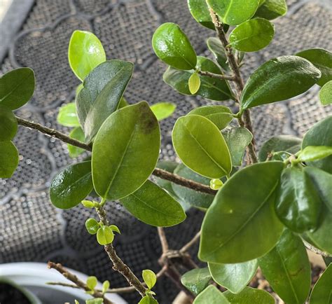 Why Does My Ginseng Ficus Leaves Always Look Like This R Plantclinic