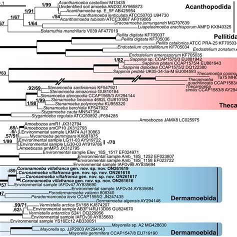 Part Of The Maximum Likelihood Phylogenetic Tree Based On The Analysis Download Scientific