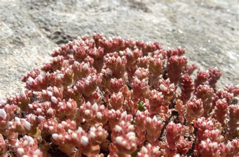 Sedum Anglicum Or English Stonecrop Succulent Plant Stock Photo Image