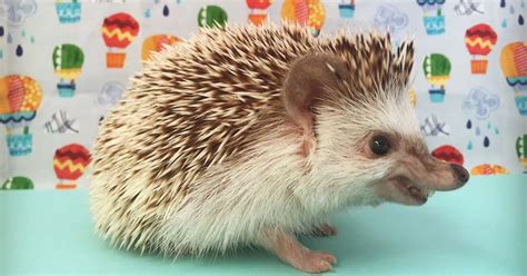 Meet The Adorable Tiny Hedgehog Internet Sensation Who Looks Just Like