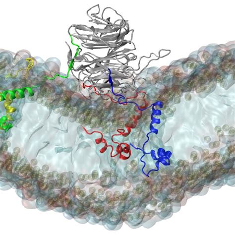 A X And B Y Projections Of Rae1 Bound To Three Orf6 Molecules The