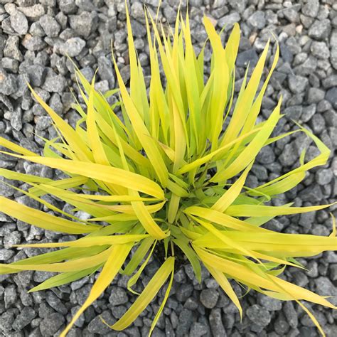 Hakonechloa Macra Sunflare™ Forest Grass Uspp 27734 35 Pot