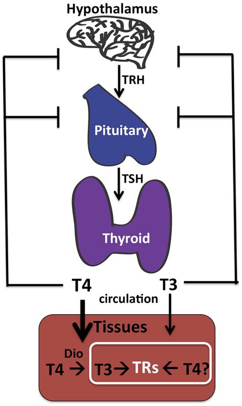 Thyroid