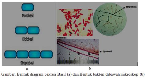 Koloni Bakteri Belajar Biologi