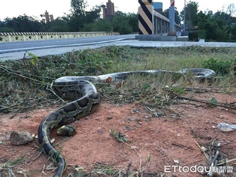 金門巨蟒照超嚇人！慘被壓死陳屍路旁 專家一看曝真相 Ettoday寵物雲 Ettoday新聞雲