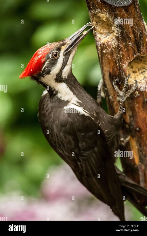 Western Washington Usa United States Bird Pileated Woodpecker Eating