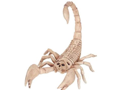 Spooky Scorpion Skeleton Great Halloween Decor Idea