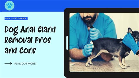 Dog Anal Gland Removal Pros And Cons Canine Care Central