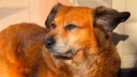 Pirotecnia Afecta A Las Mascotas Especialistas Piden Evitar Riesgos N