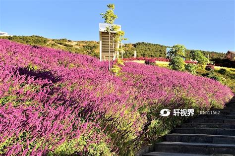 阿署达花舞人间景区 图片 轩视界