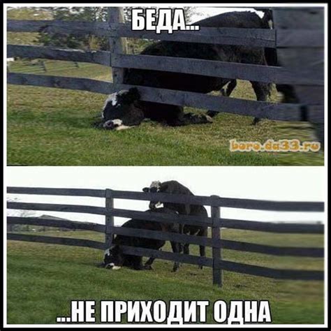 Беда не приходит одна