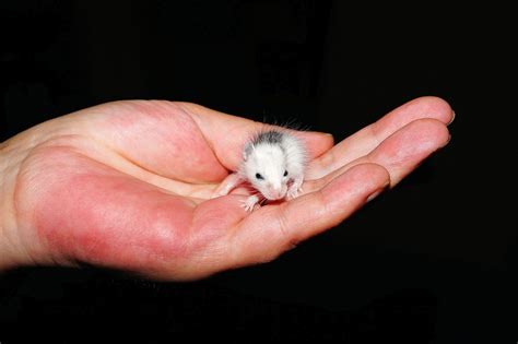 Smallest Mouse In The World