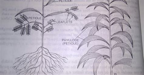 Leaf Modification Of Leaf With Special Reference To Insectivorous